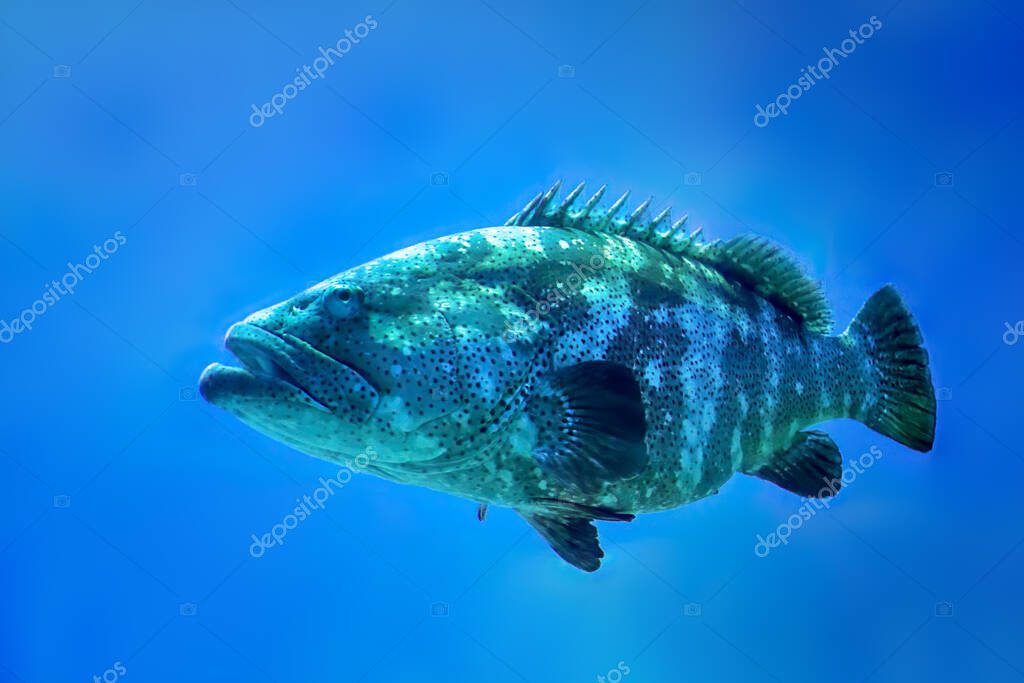 Pez mero gigante, epinephelus itajara, un pez de agua salada que está ...