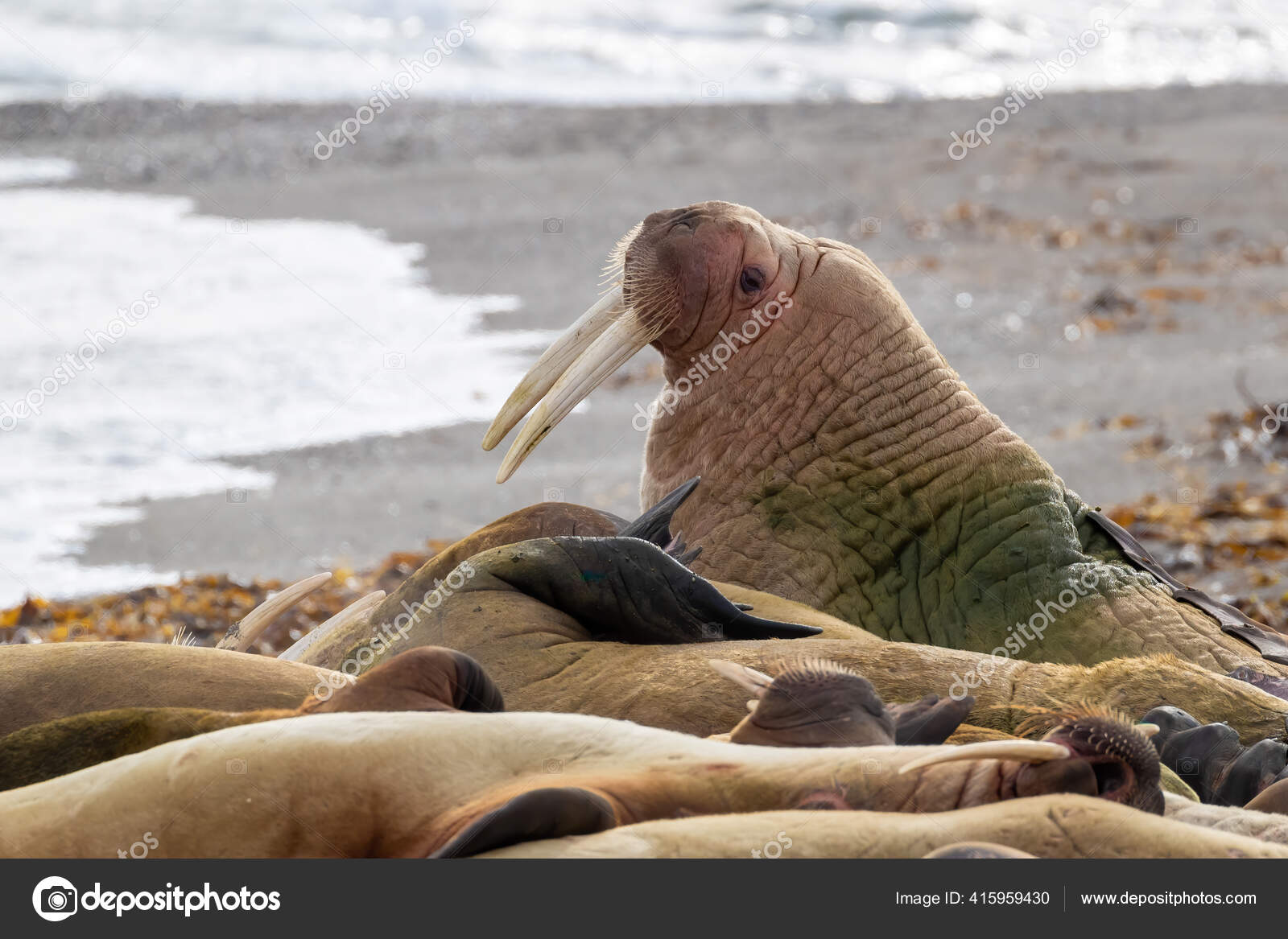 Ugly Walruses Odobenus Rosmarus Resting Pebble Beach Svalbard Arctic ...