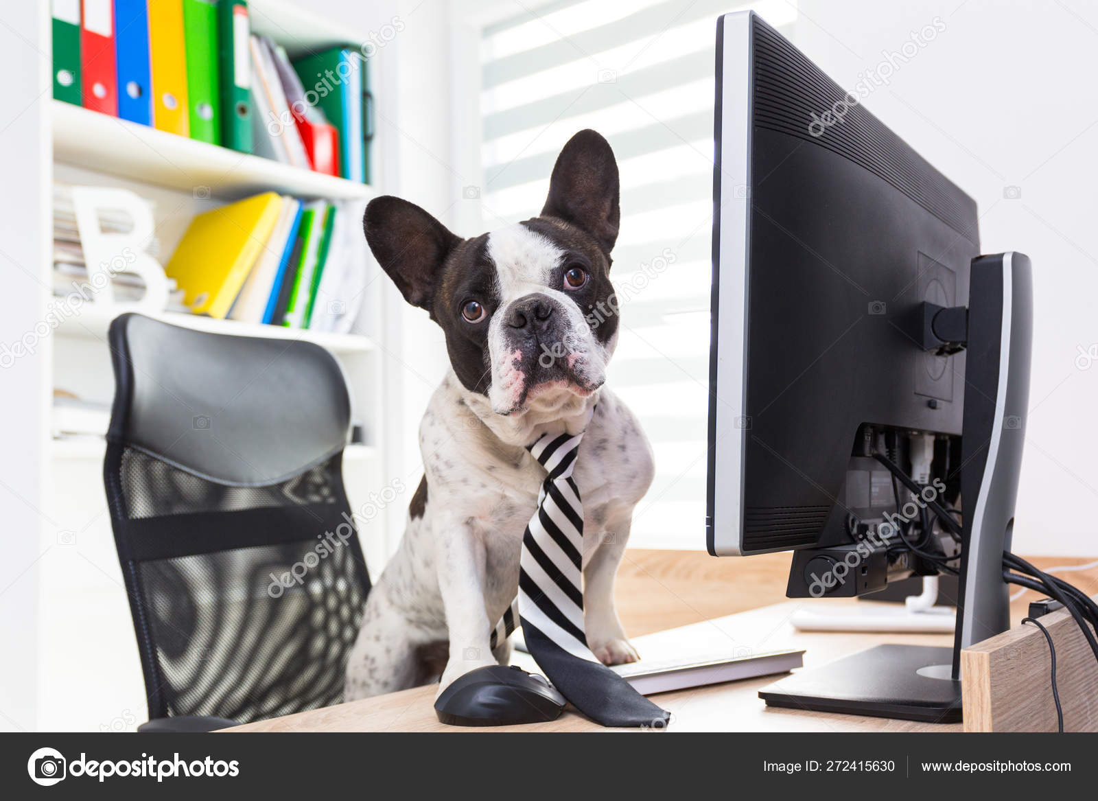 Bulldog On Computer Meme