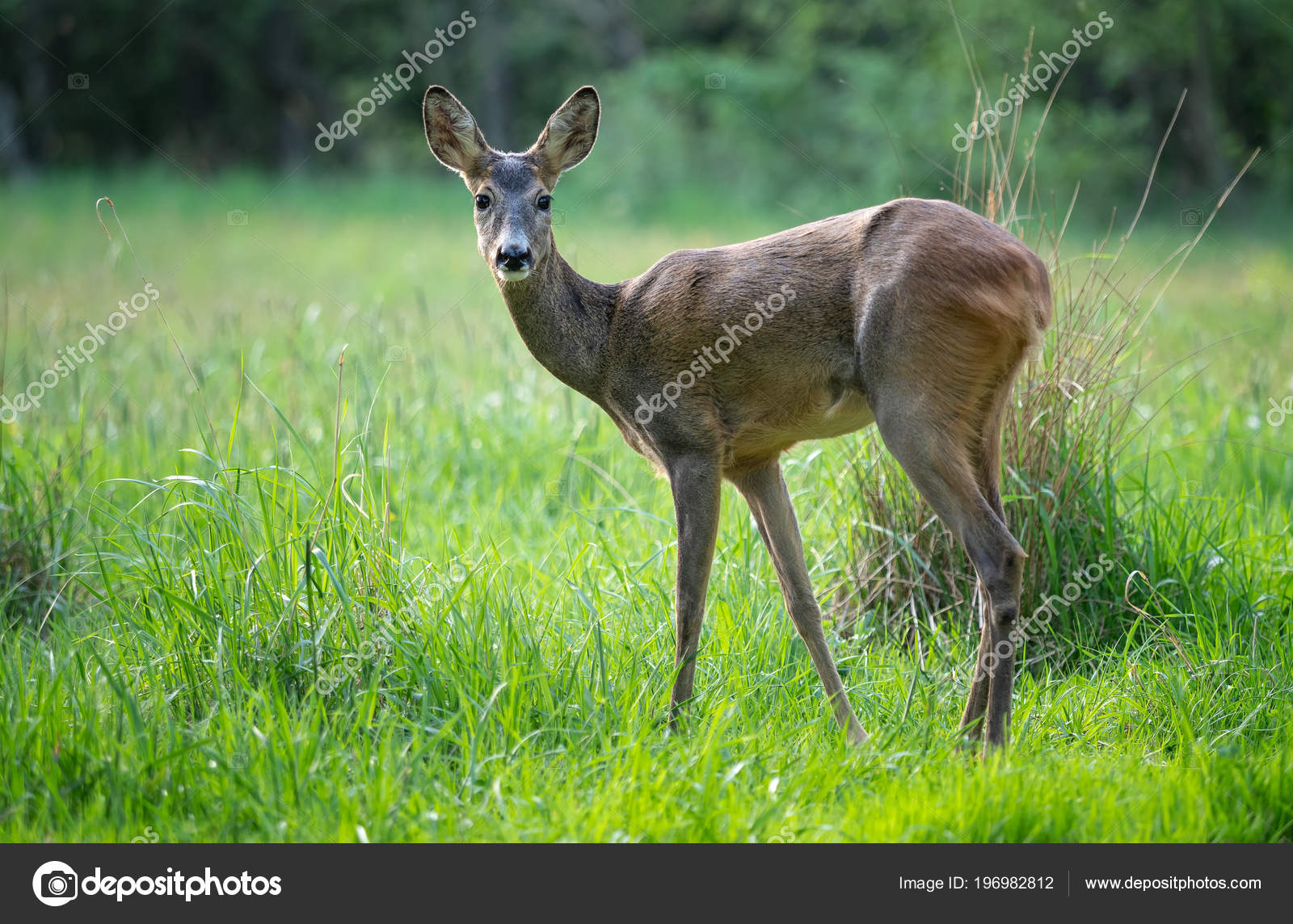 Roe Deer Grass Capreolus Capreolus Wild Roe Deer Spring Nature Stock ...