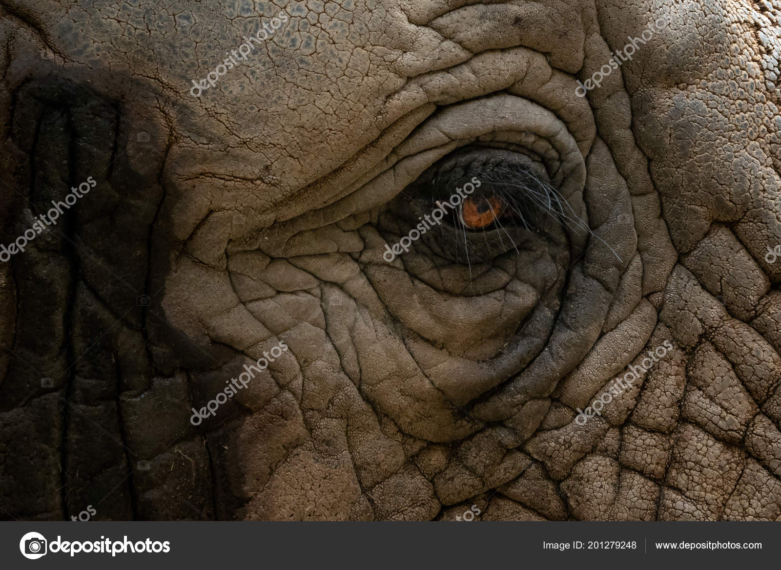 Elephant Eyelashes