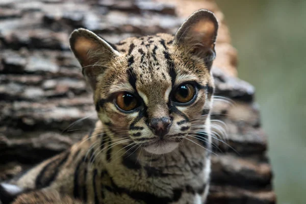 Cute Baby Margay