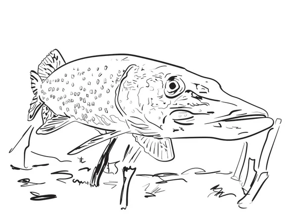 Brook Trout Outline