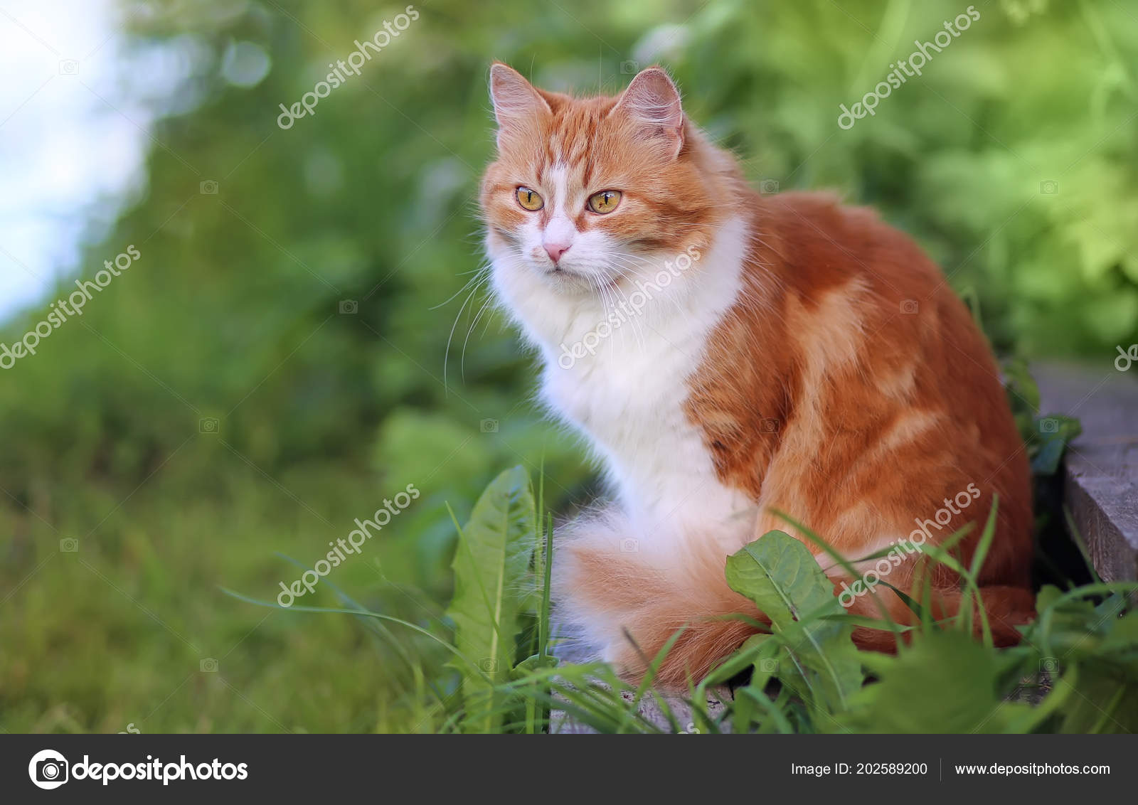 Ginger And White Cat With Amber Eyes