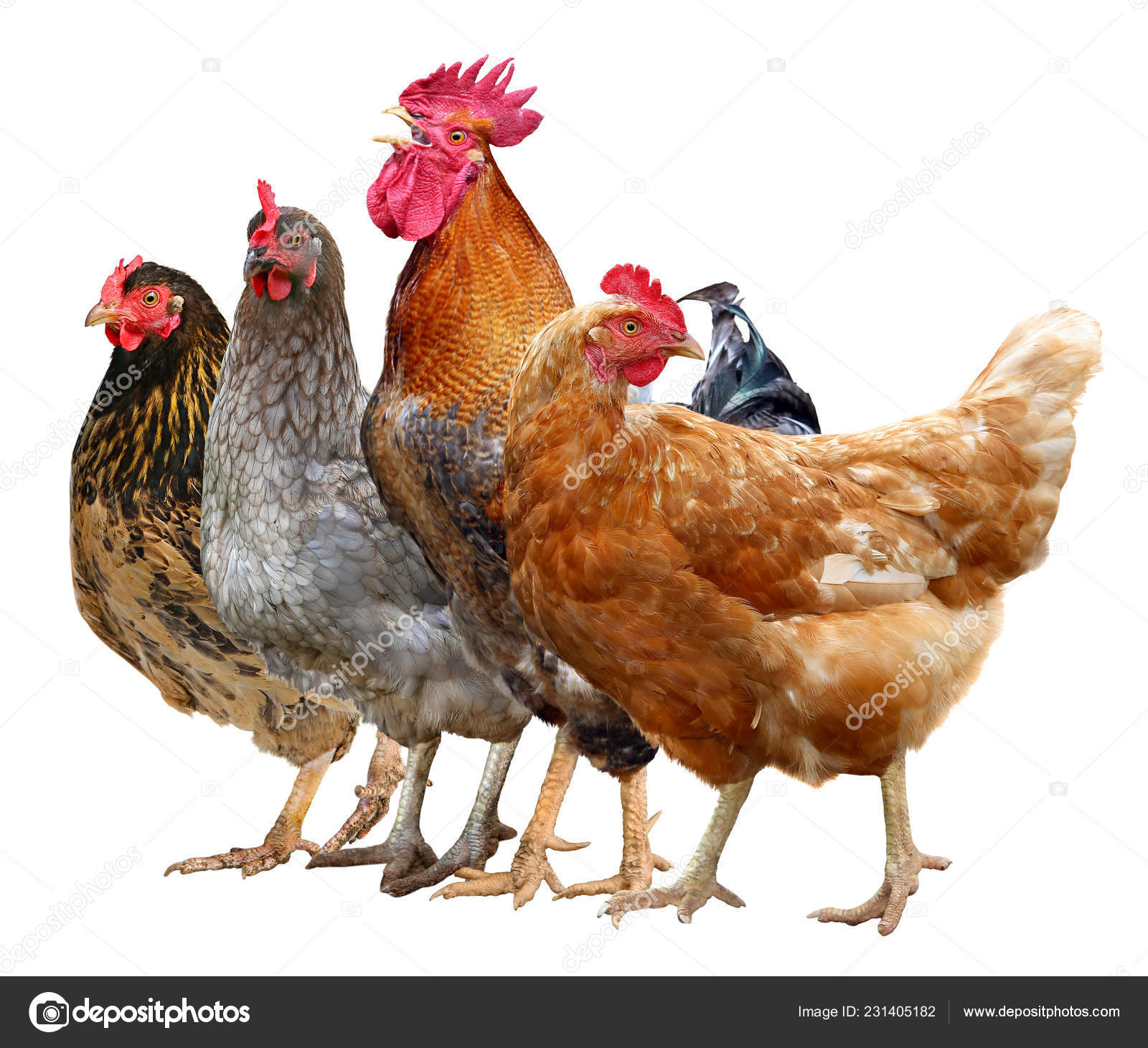 Three Hens