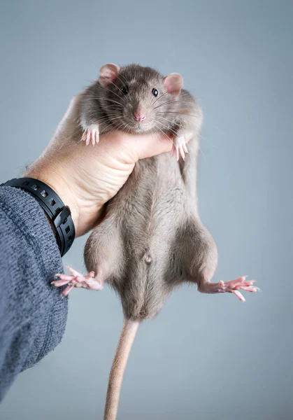 ᐈ Rat hands stock photos, Royalty Free rat in hand images | download on ...