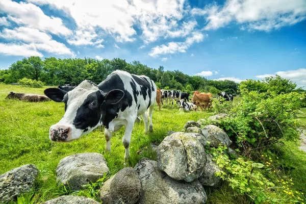 457 Cattle field sweden Stock Photos | Free & Royalty-free Cattle field ...