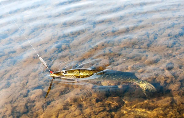 Pike fish Stock Photos, Royalty Free Pike fish Images | Depositphotos