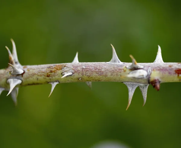 Vine thorns Stock Photos, Royalty Free Vine thorns Images | Depositphotos