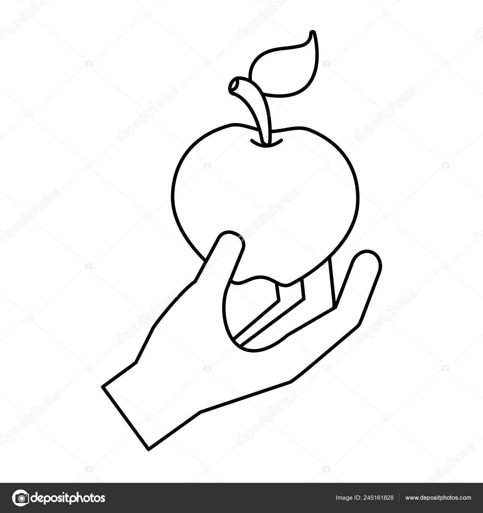 Hand holding fresh apple Stock Vector Image by ©yupiramos #245161828