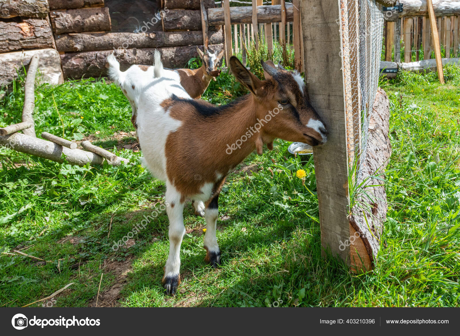 Charming Portrait Dwarf Goat Stock Photo by ©ventdusud 403210396