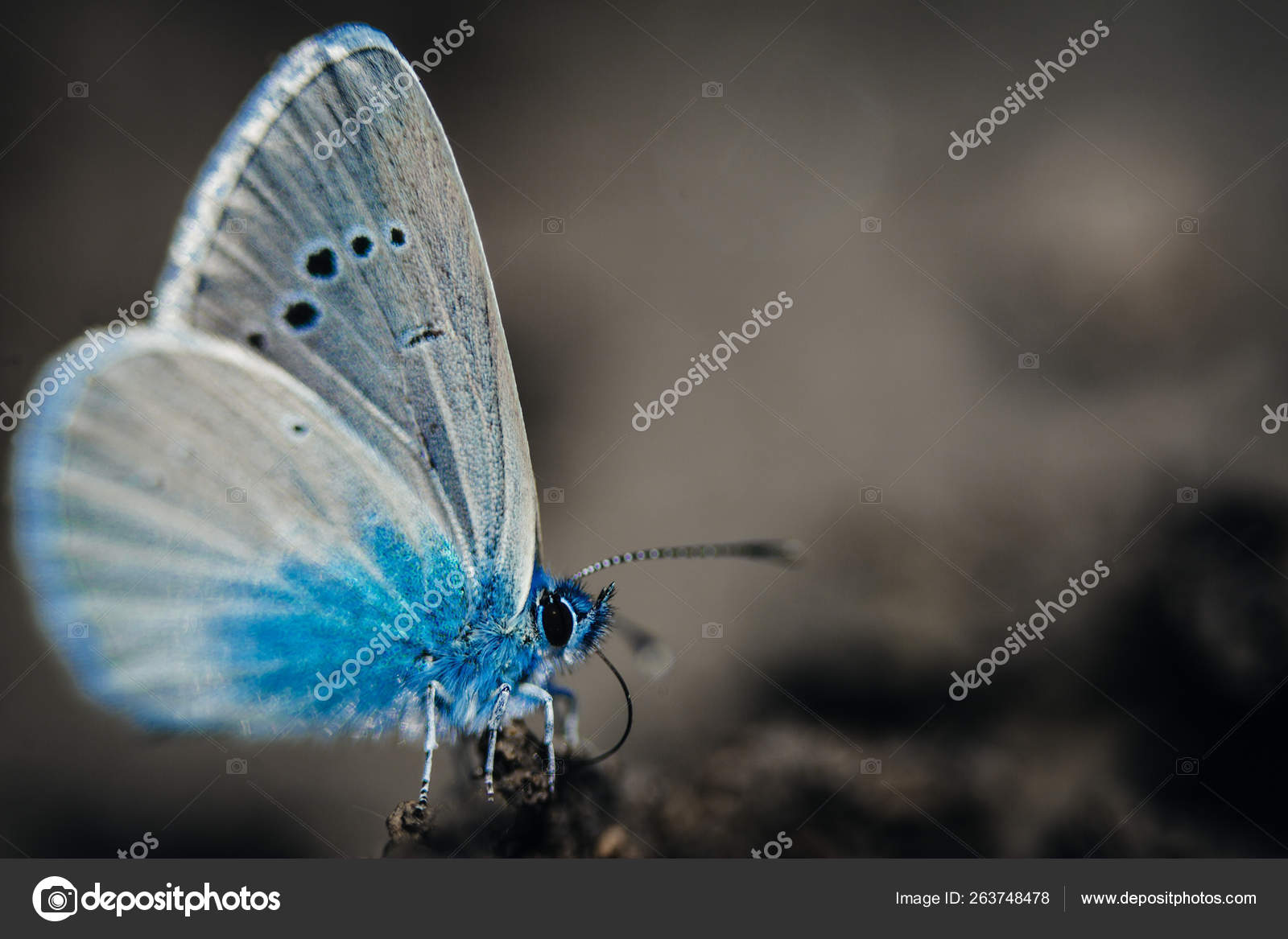 Karner Blue Butterfly Polyommatus Icarus Macro Stock Photo by ...