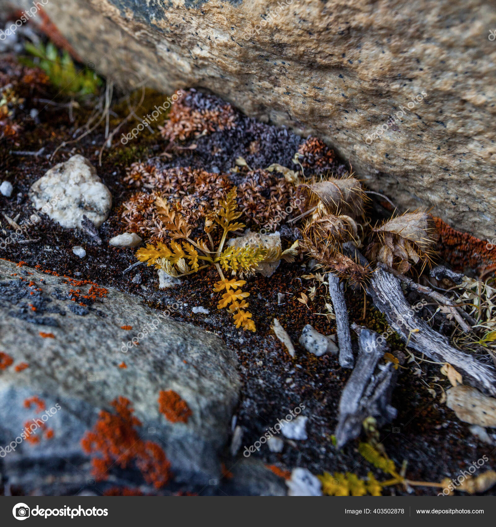 Stone Flowers Texture Background Himalayan Mountains Nepal Stock Photo ...