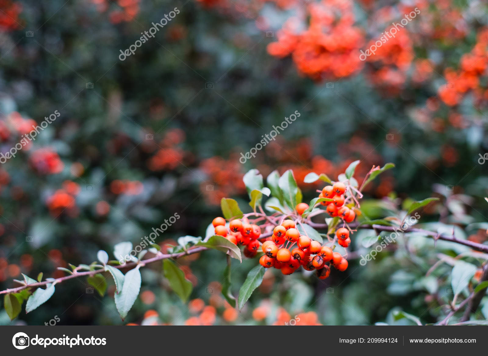 Red Berries Pyracantha Coccinea Stock Photo by ©bartoshd 209994124