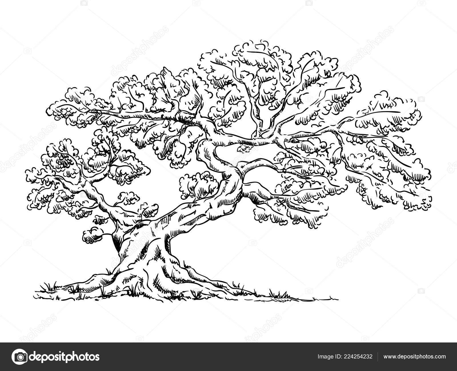 Vector Big Old Tree Isolated Background Stock Vector by ©pavelmidi ...