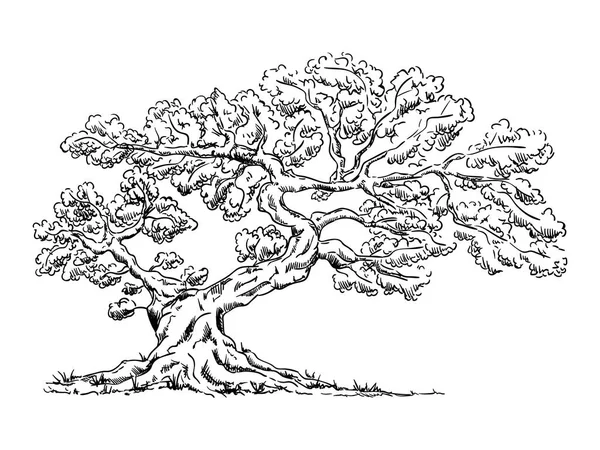 Old tree Stock Vector Image by ©katerinamk #50209883