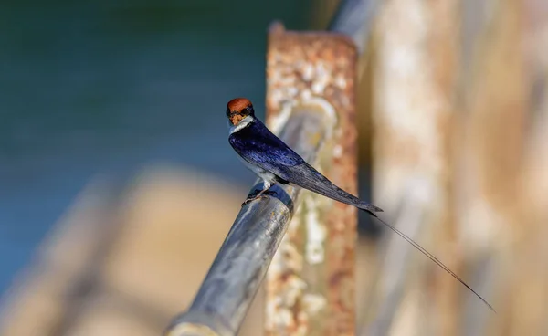 Barn swallow Stock Photos, Royalty Free Barn swallow Images | Depositphotos