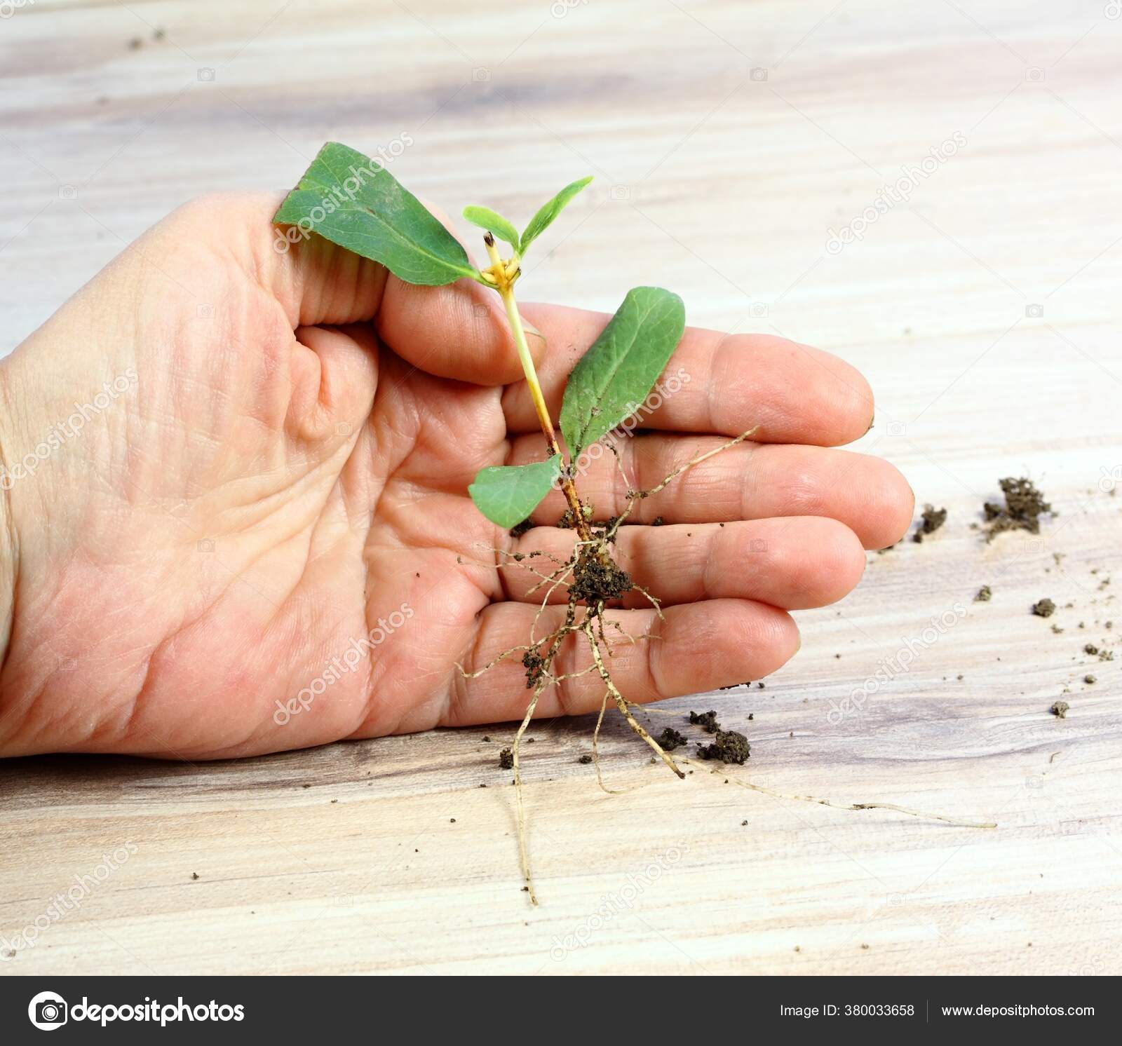 Vegetative Reproduction Plants Home New Plants Roots Grown Pieces Twig ...
