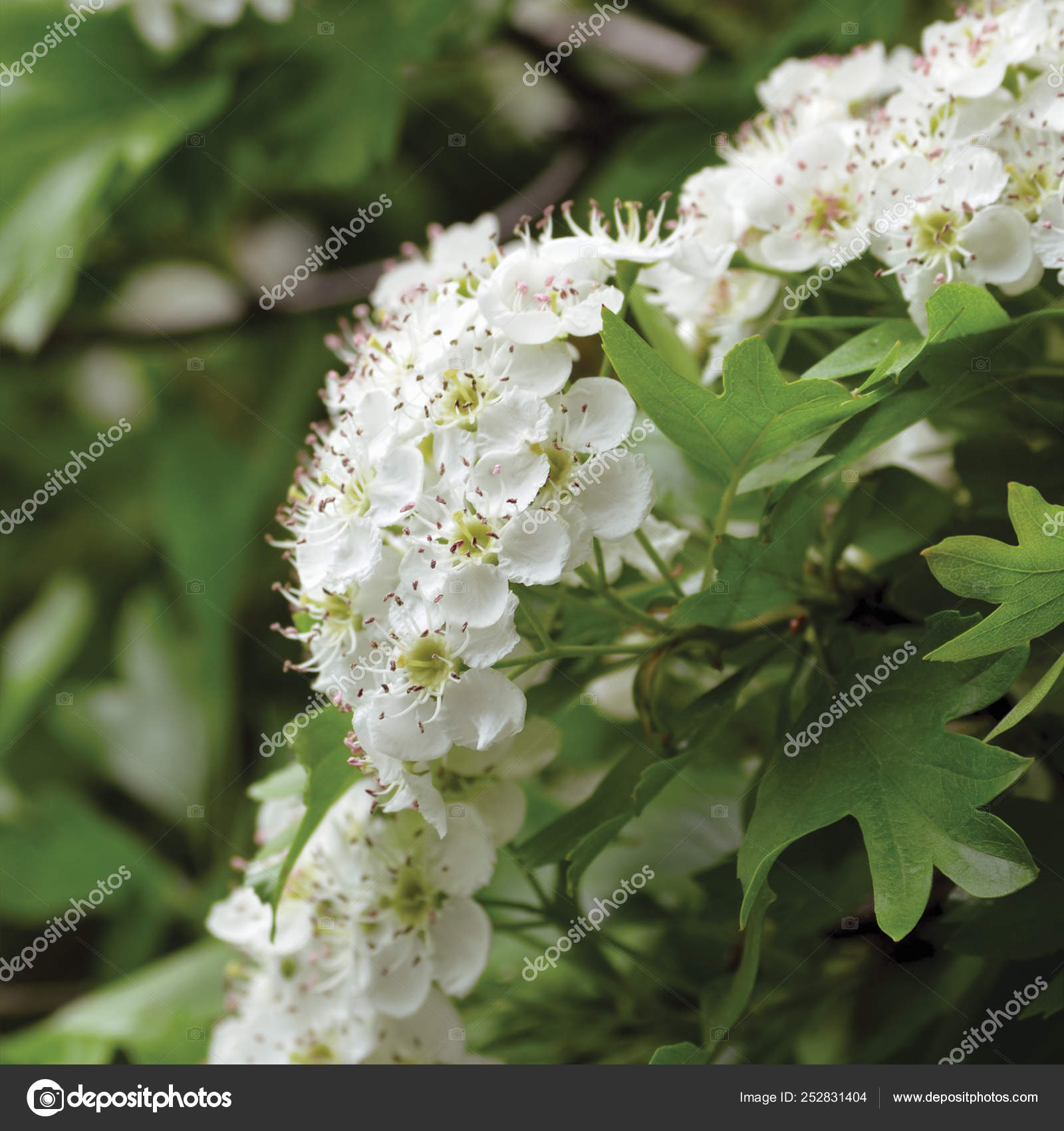 Crataegus Monogyna Tree