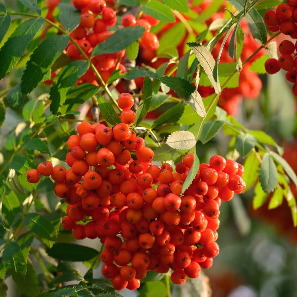 Sorbus aucuparia ashberry rowan tree mountain ash S. sorb service shrub ...
