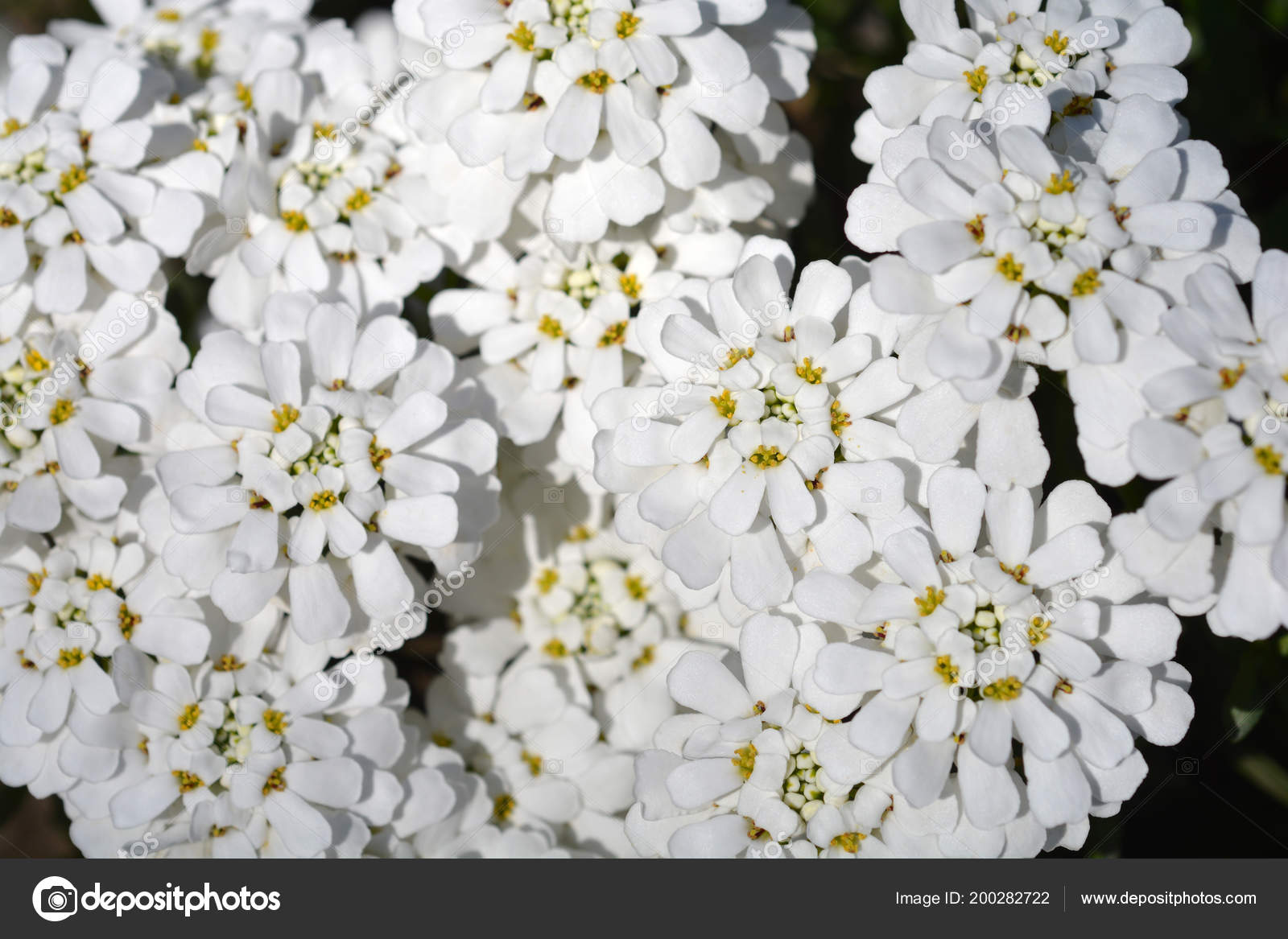 Iberis Sempervirens Snowflake