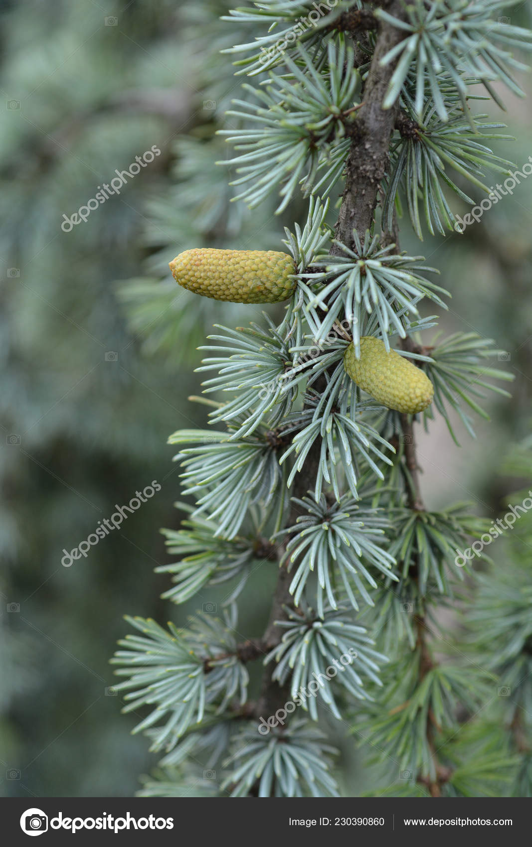 Weeping Blue Atlas Cedar Latin Name Cedrus Atlantica Glauca Pendula ...