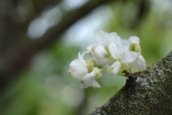 Cercis siliquastrum alba Stock Photos, Royalty Free Cercis siliquastrum ...