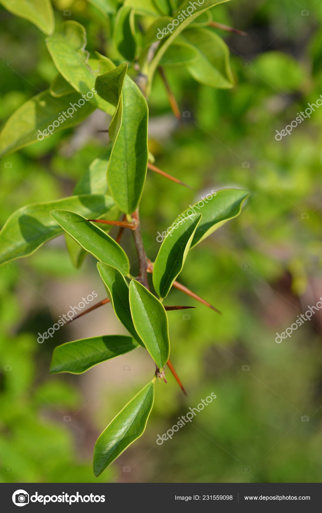 Mandarin Melon Berry Leaves Latin Name Maclura Tricuspidata — Stock ...