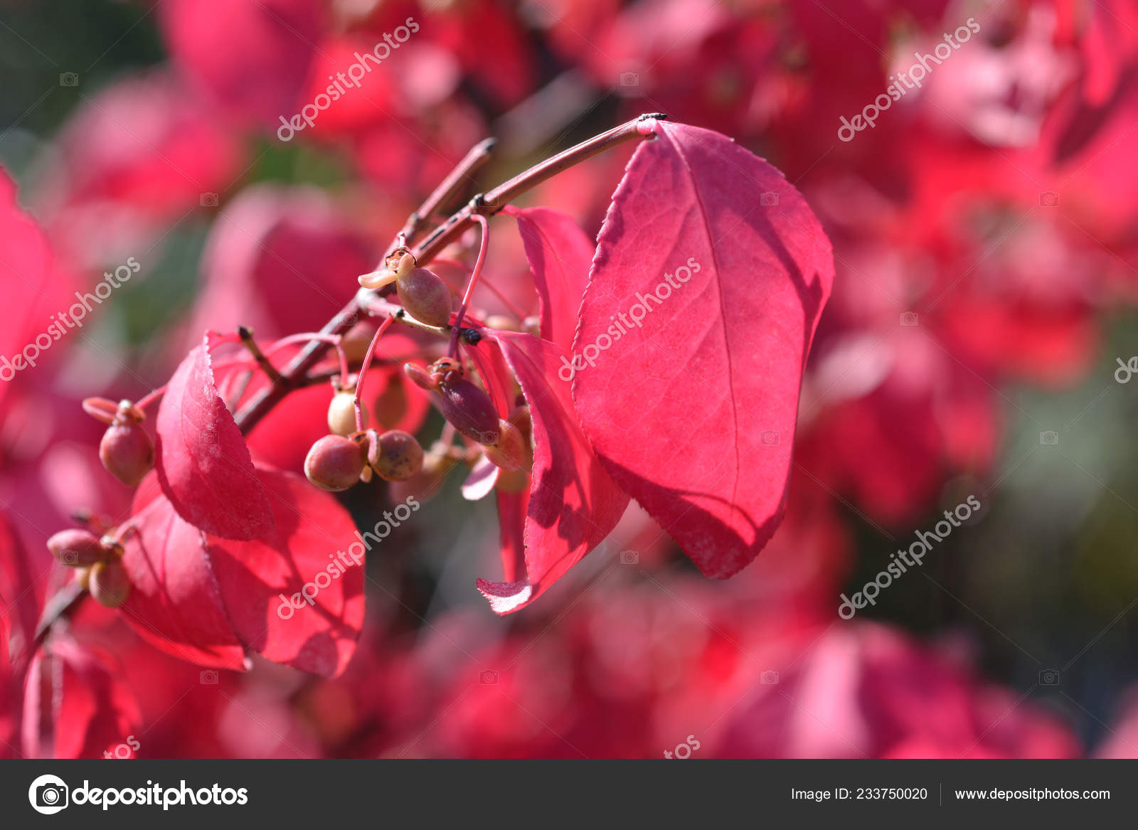 Burning Bush Red Leaves Latin Name Euonymus Alatus Compactus Stock ...
