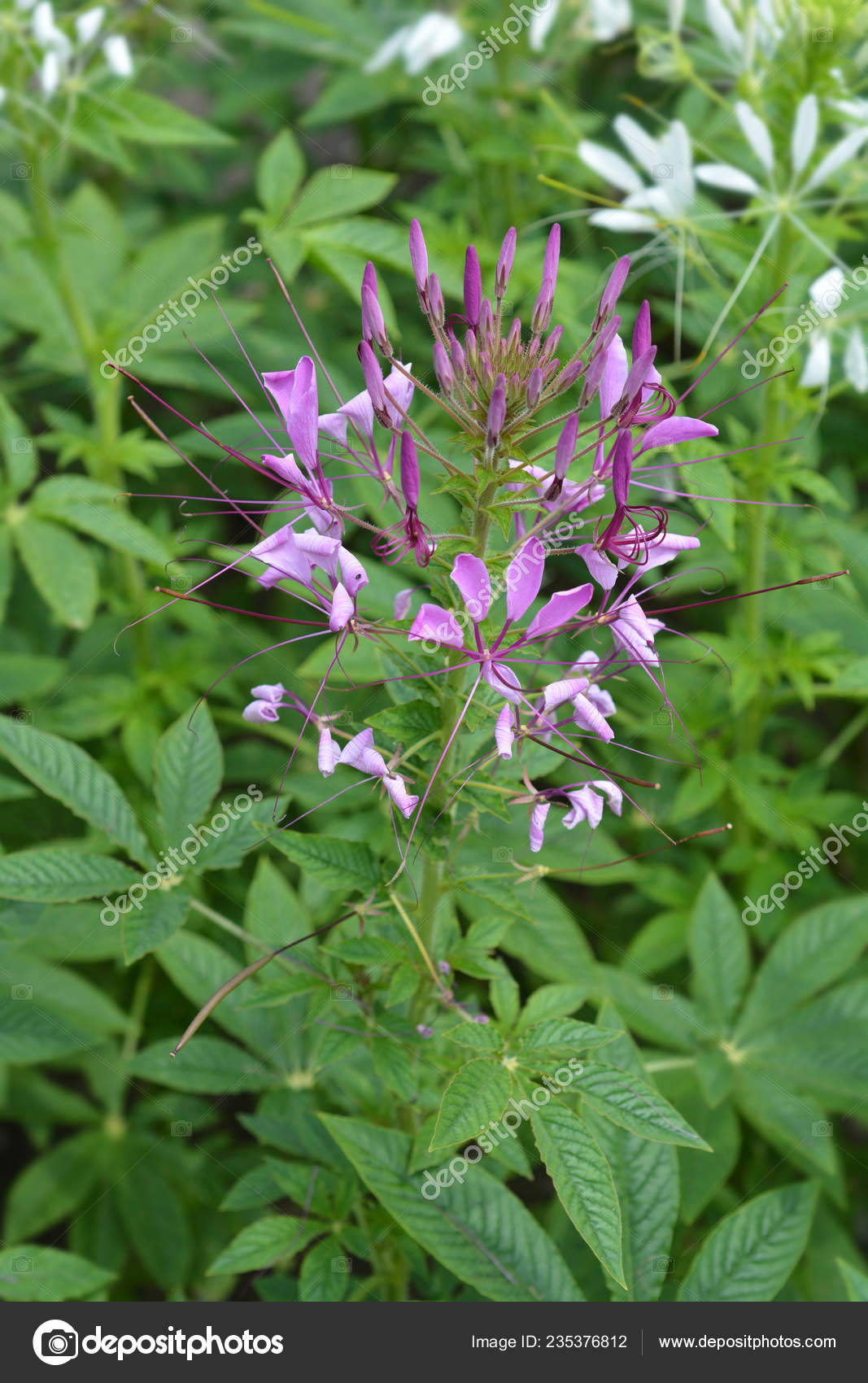 Spider Flower Rose Queen Latin Name Cleome Hassleriana Rose Queen Stock ...
