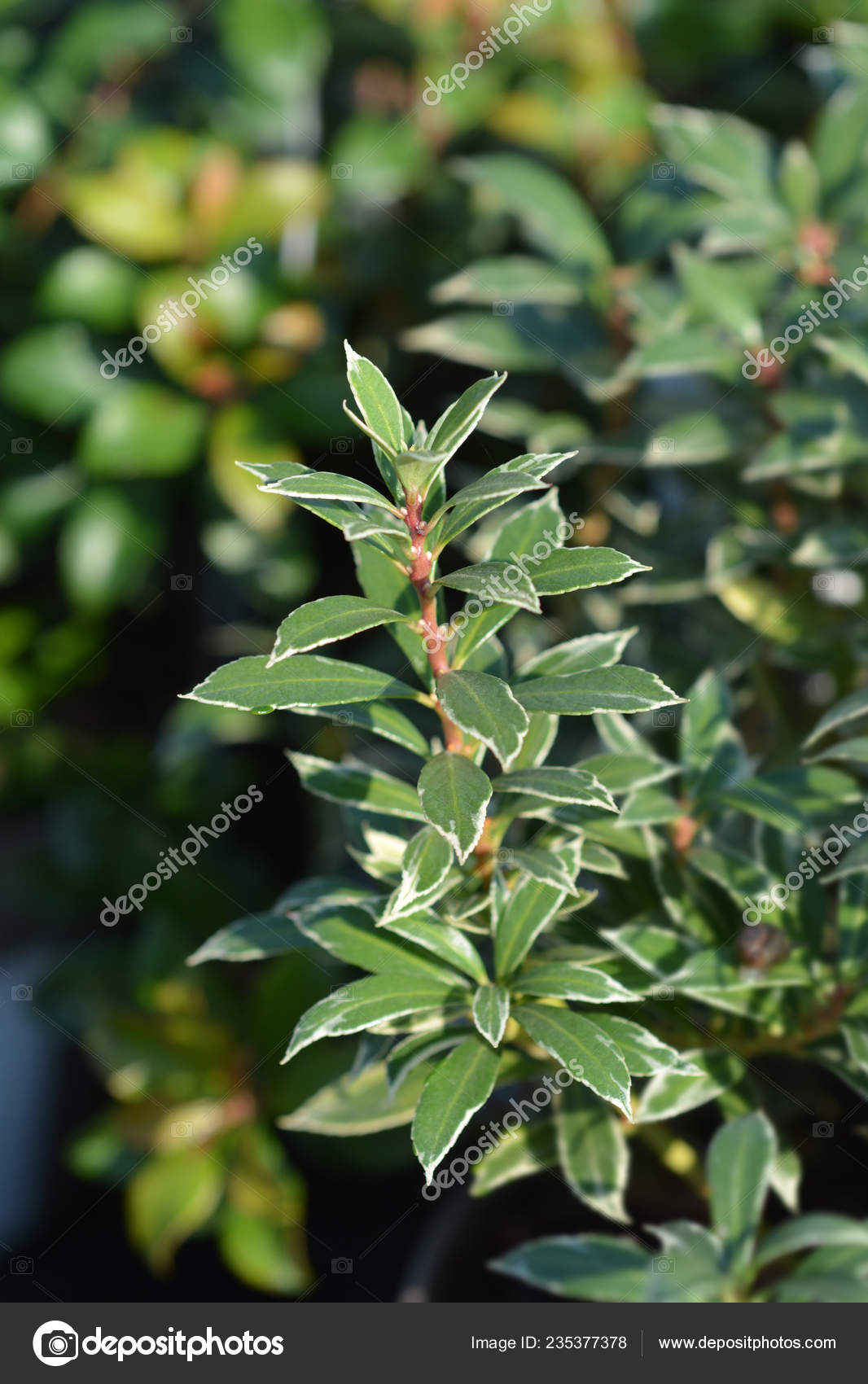 Andromeda Plant Leaf