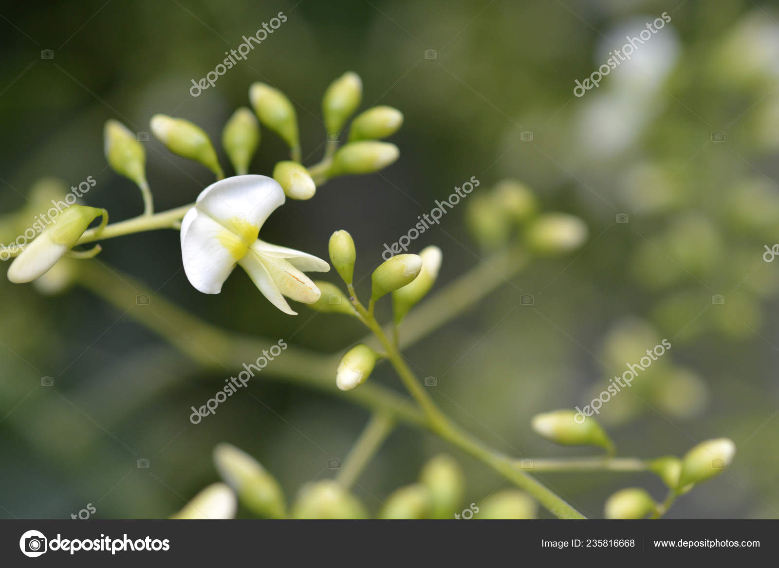 Japanese Pagoda Tree Flower