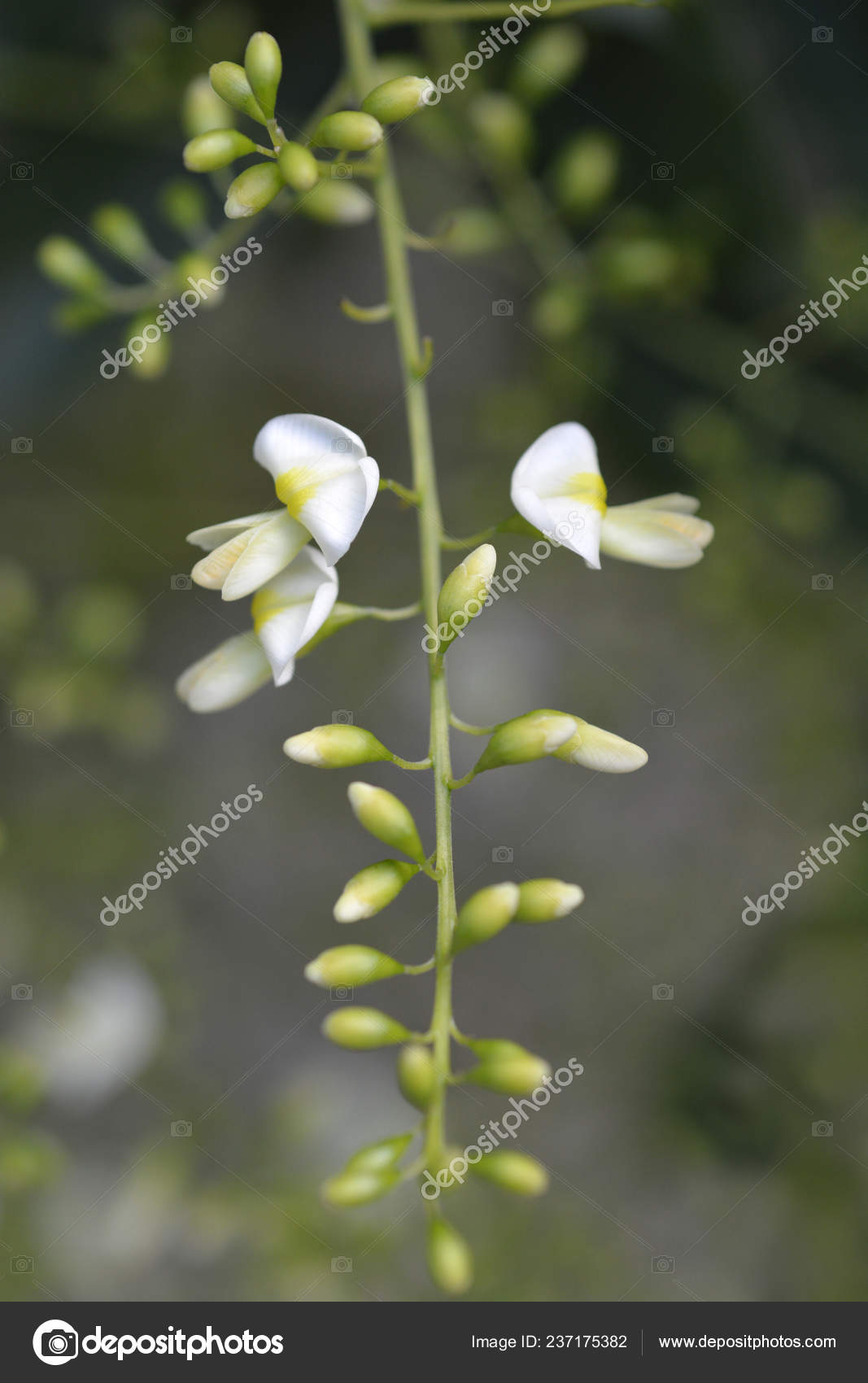 Japanese Pagoda Tree Flower