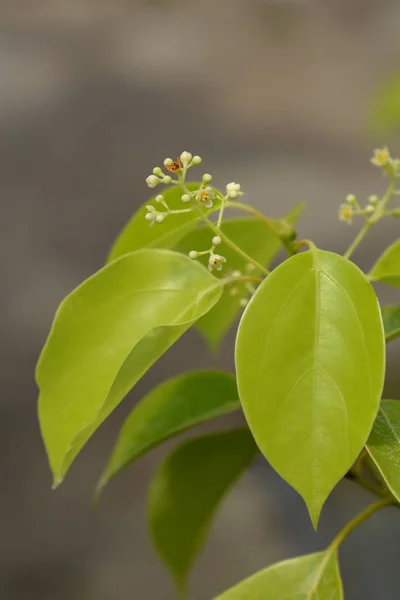 Camphor Stock Photos, Royalty Free Camphor Images | Depositphotos