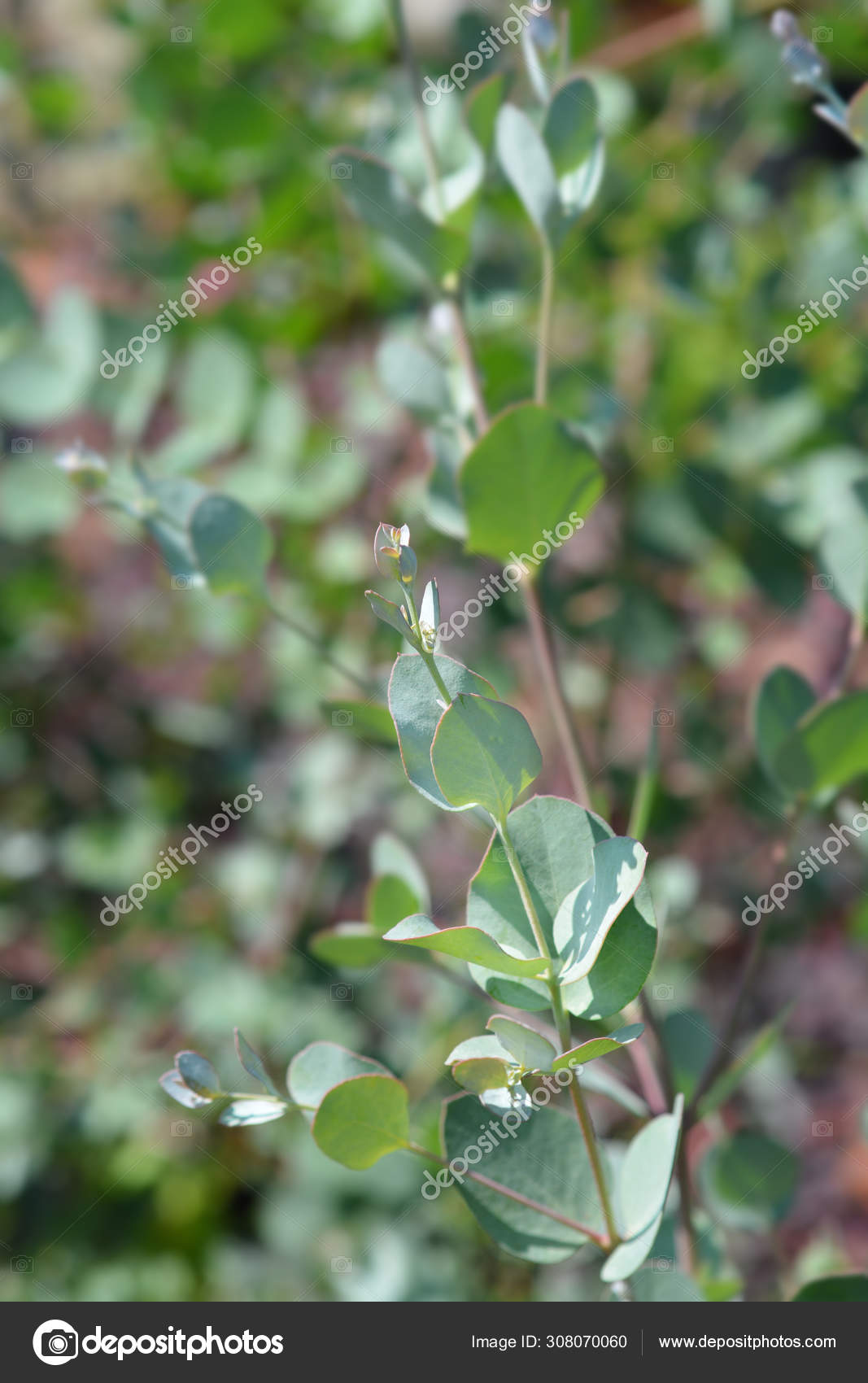 Cider gum Stock Photo by ©nahhan 308070060
