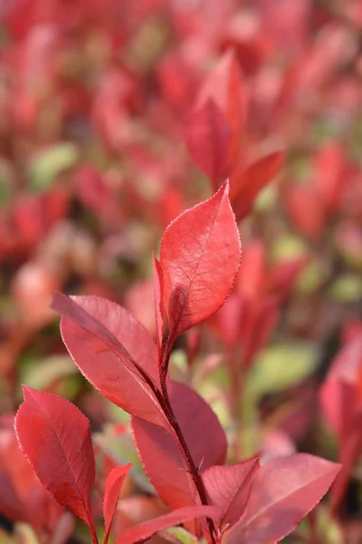 Photinia Robusta Compacta Blade Latinske Navn Photinia Fraseri Robusta ...