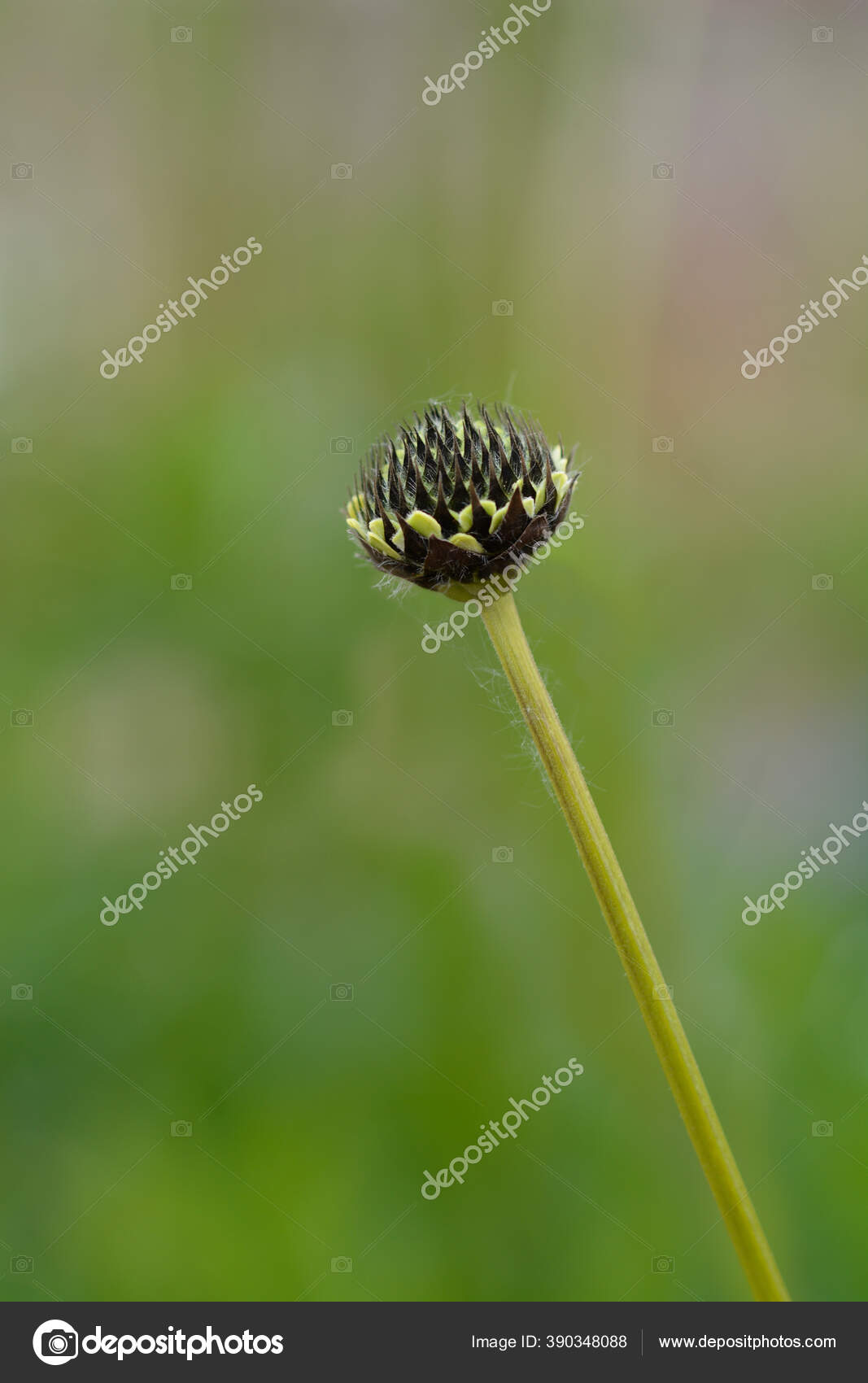 Giant Scabious Flower Bud Latin Name Cephalaria Gigantea — Stock Photo ...