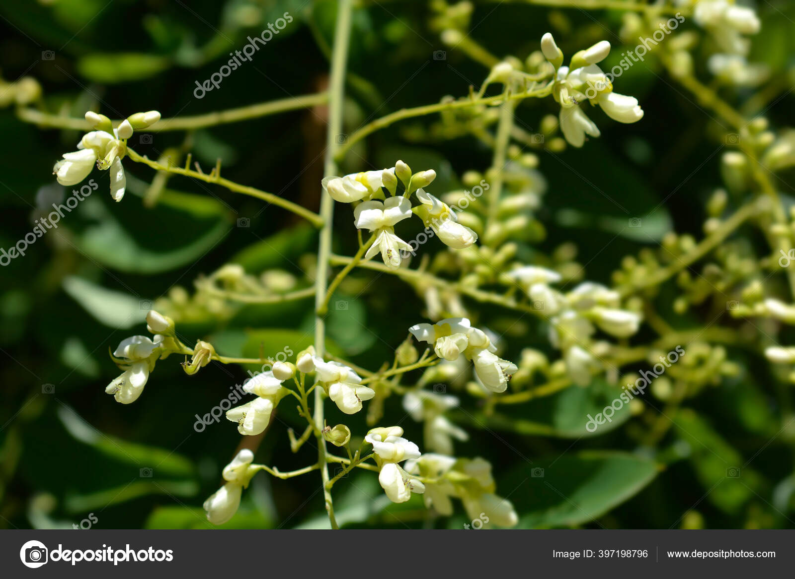 Weeping Japanese Pagoda Tree