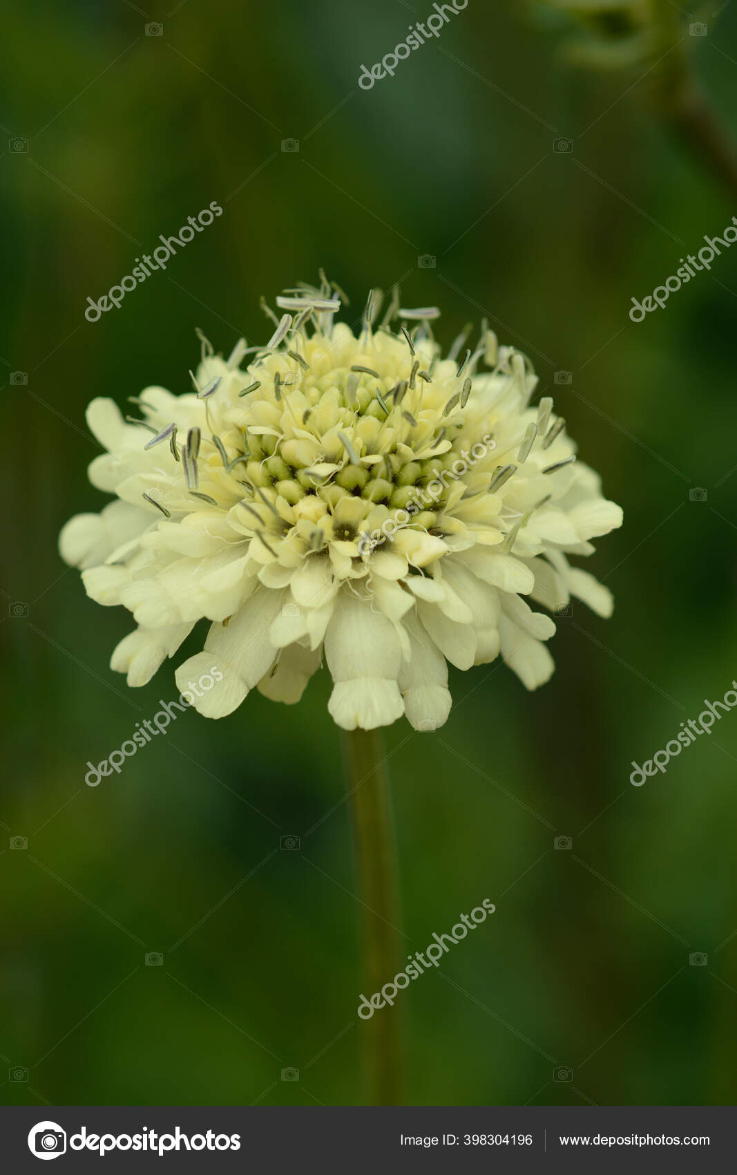 Giant Scabious Latin Name Cephalaria Gigantea — Stock Photo © nahhan ...
