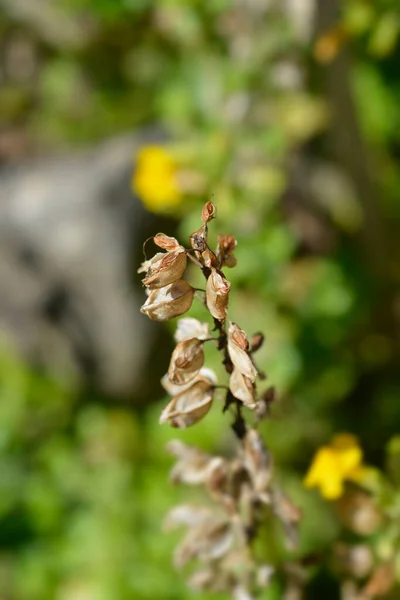 Monkey Flower Seed Pods Latin Name Mimulus Luteus Stock Photo by ...