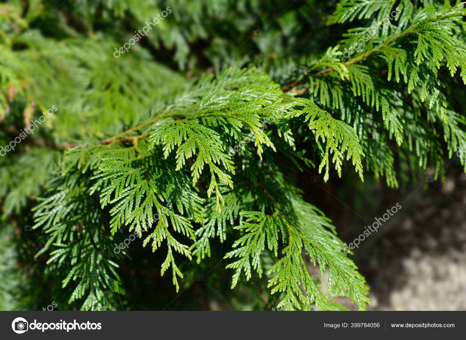 Western Red Cedar Branch Latin Name Thuja Plicata — Stock Photo ...