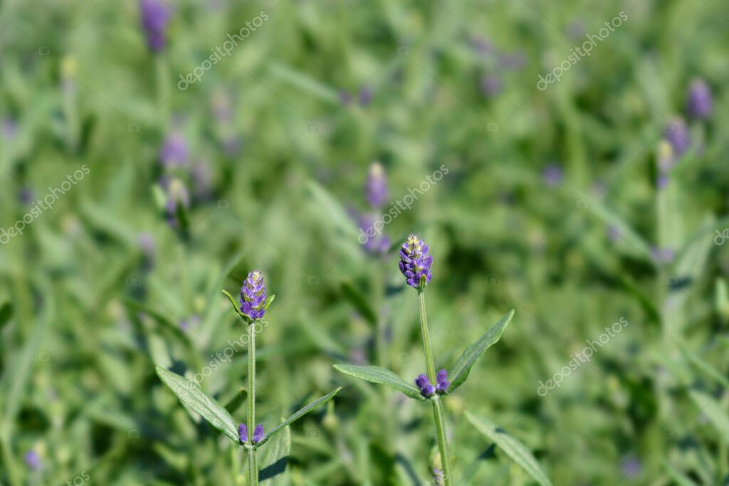 Hojas comunes de lavanda - Nombre en latín - Lavandula angustifolia ...