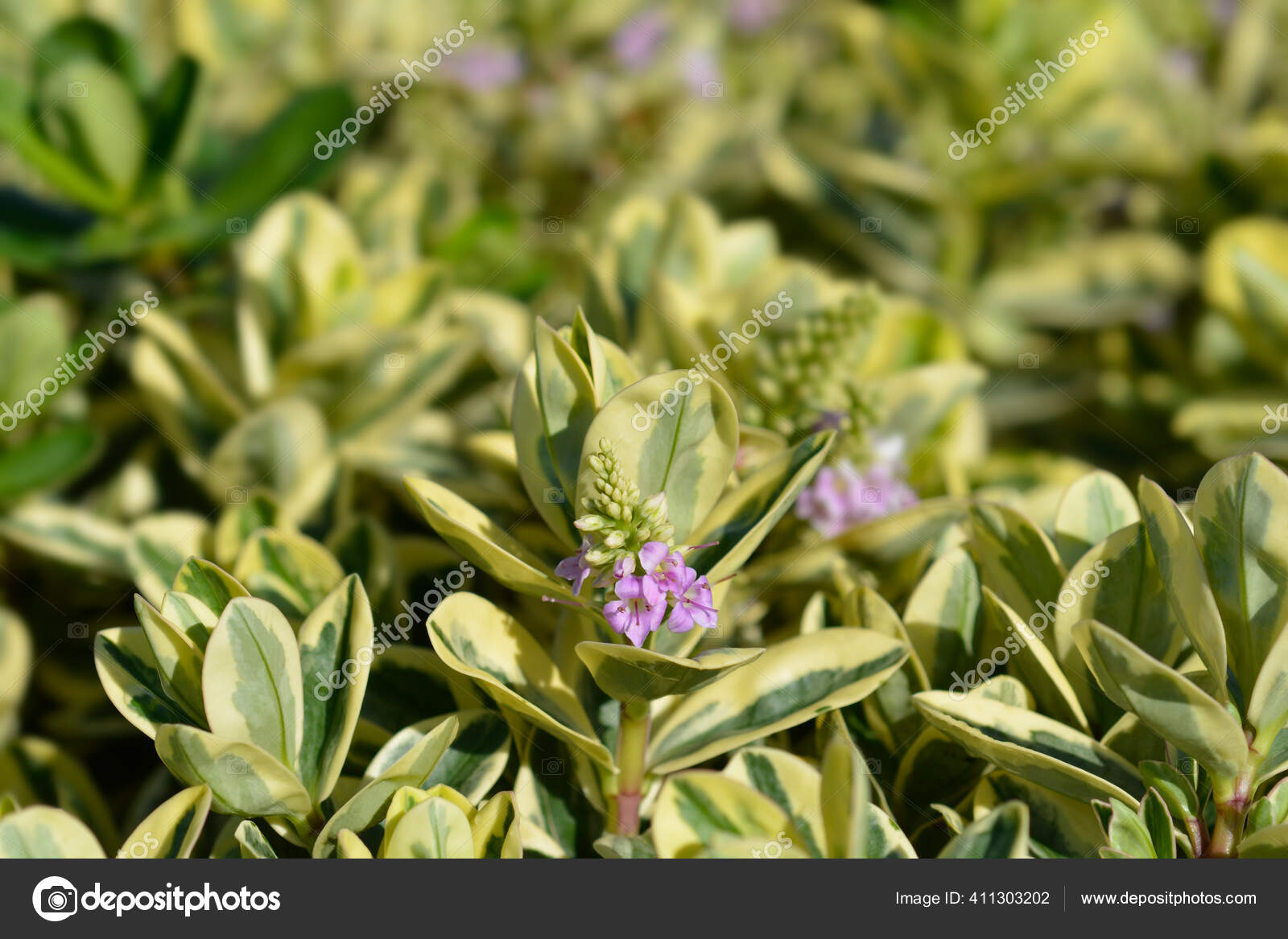 Variegated Hebe Plant
