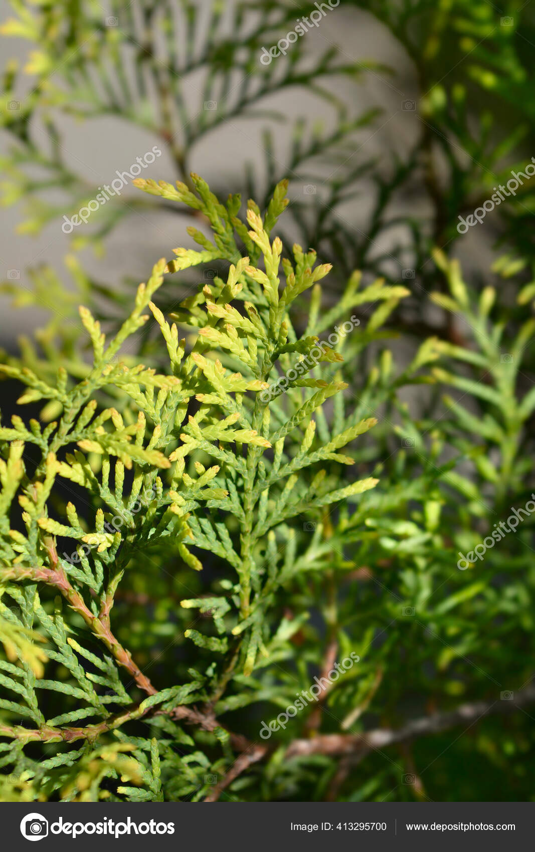 Thuja Occidentalis Leaf