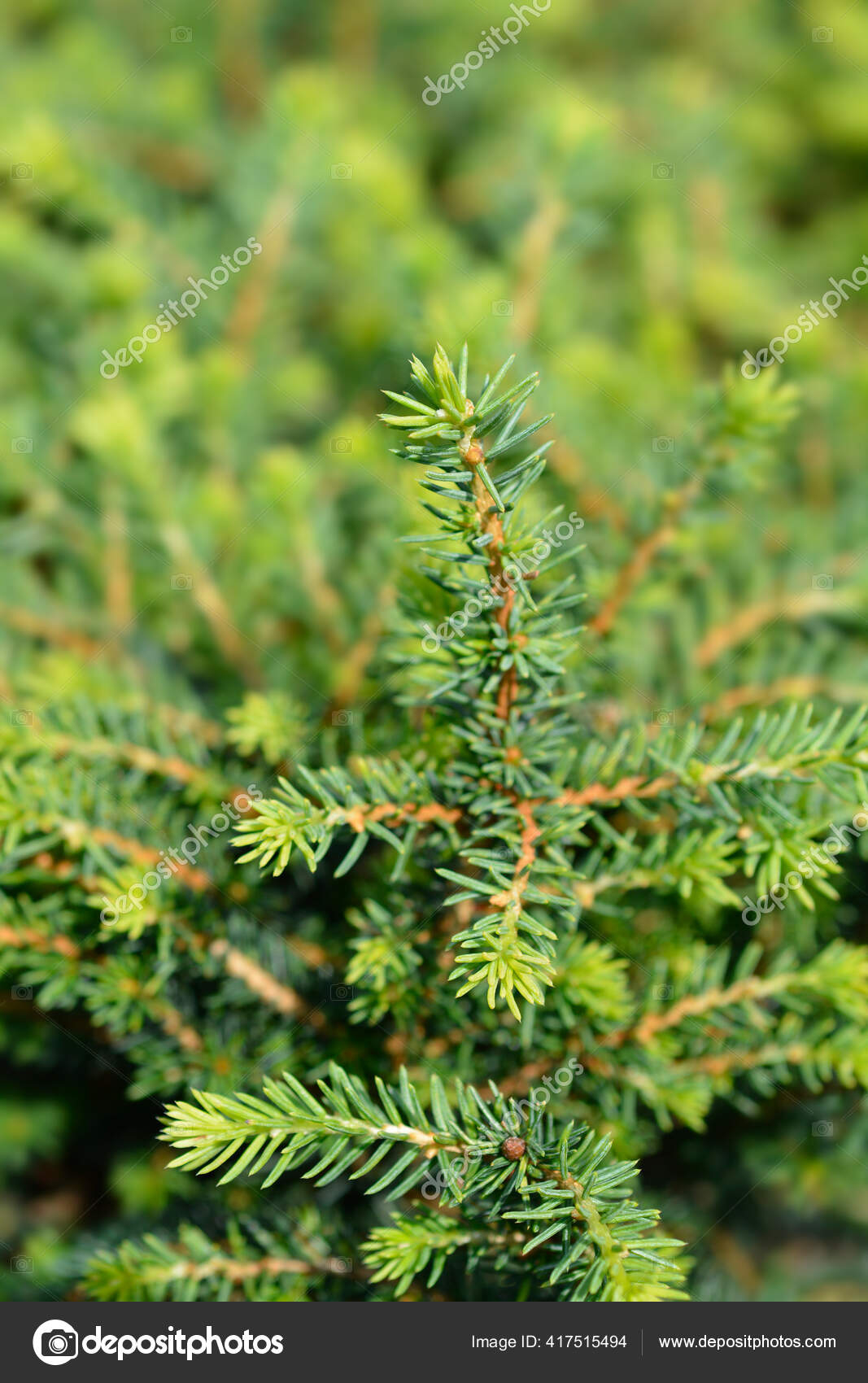 Dwarf Serbian Spruce Karel Latin Name Picea Omorika Karel — Stock Photo ...