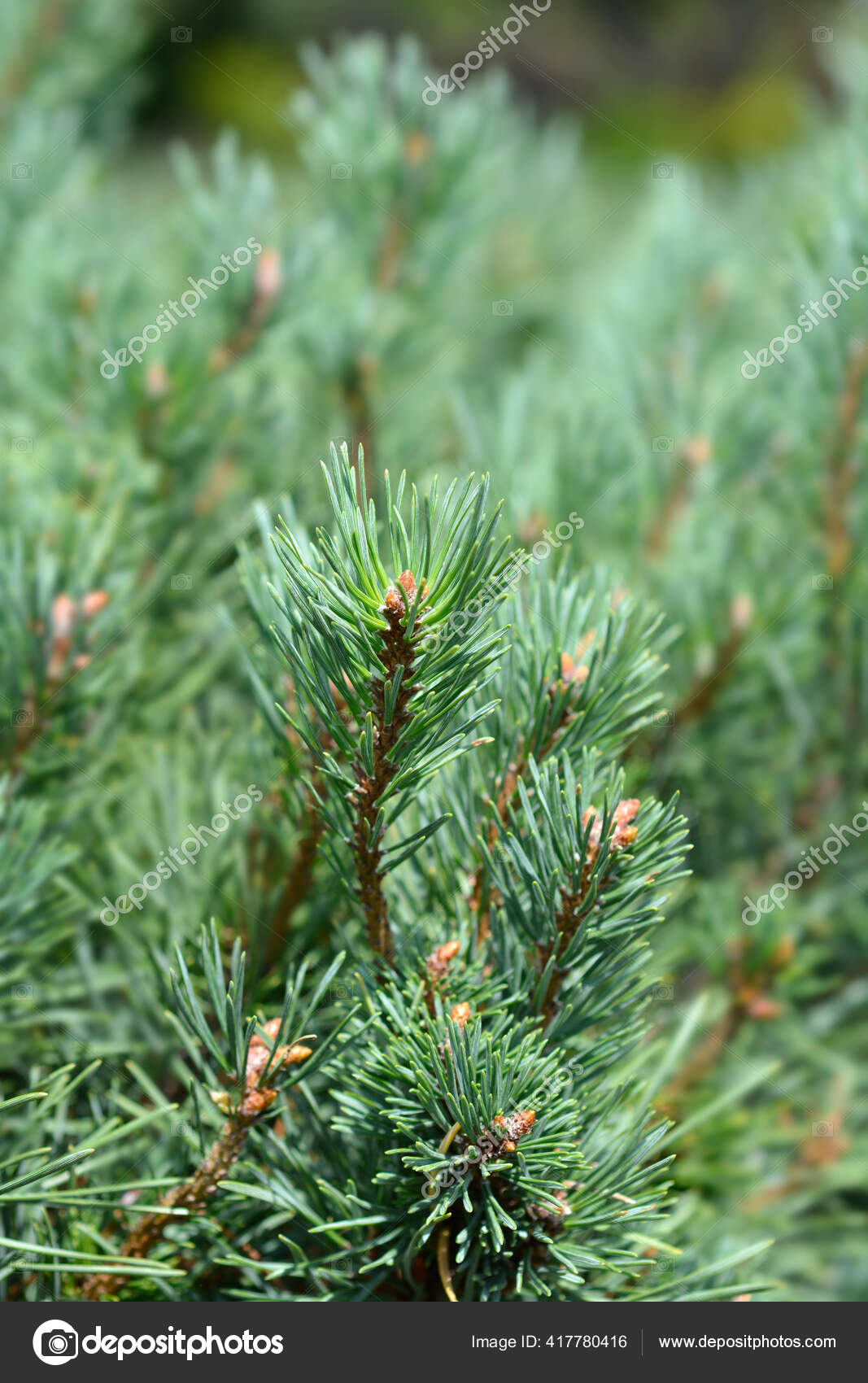 Walter Pine Latin Name Pinus Sylvestris Watereri Stock Photo by ©nahhan ...