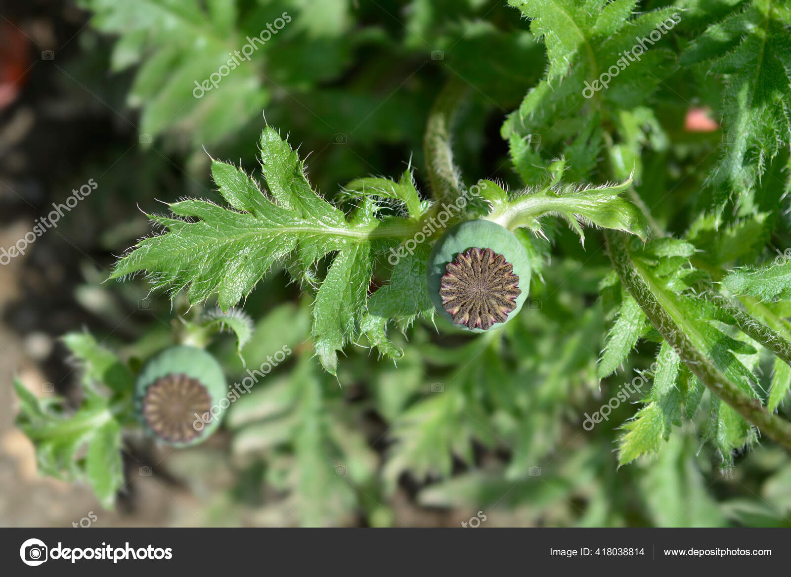 Papaver Orientale Pods