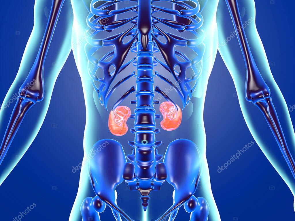 Visualización anatomía humana de los riñones 2023