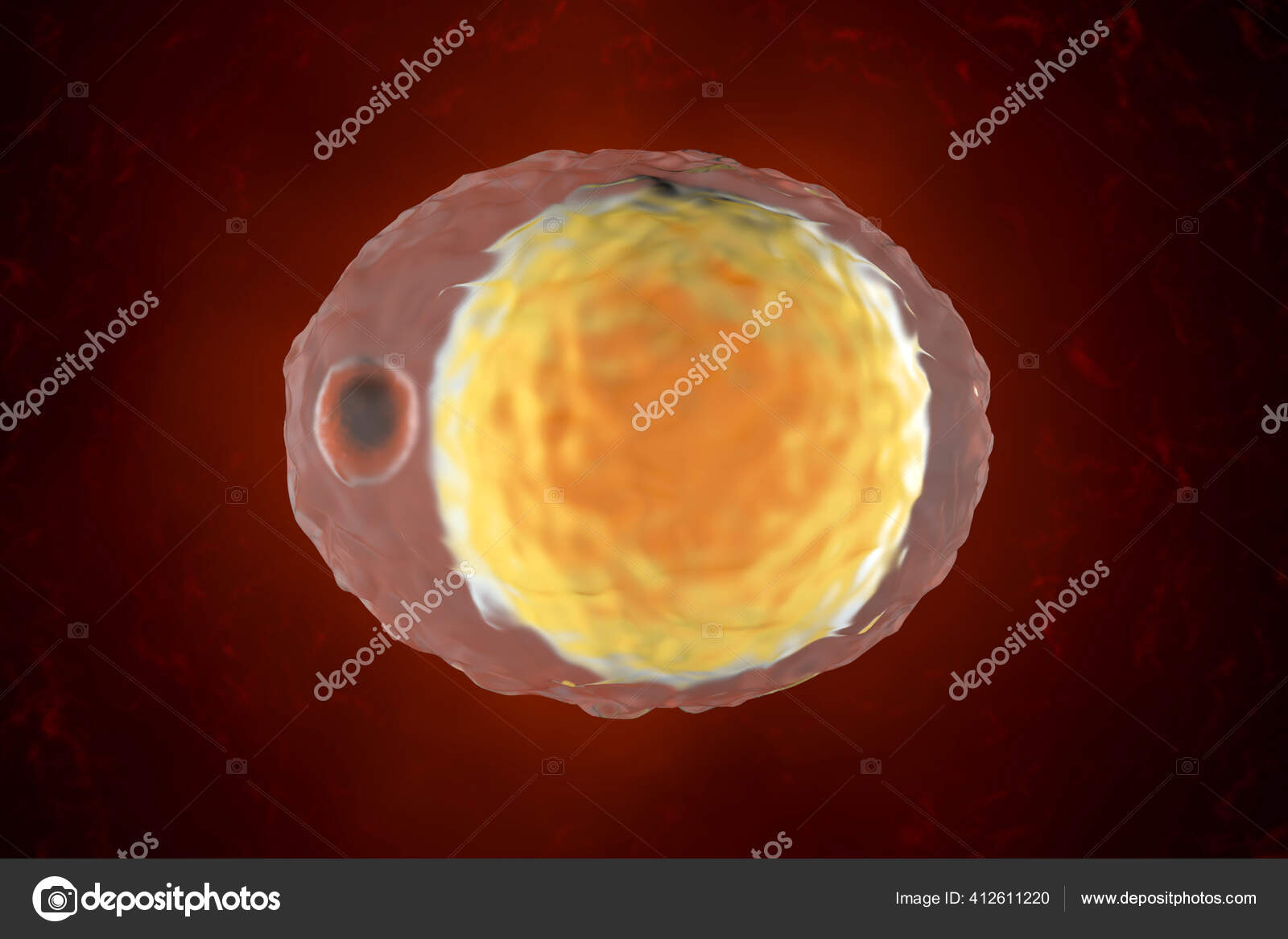 A single Fat cell aka Adipocyte Stock Photo by ©Spectral 412611220
