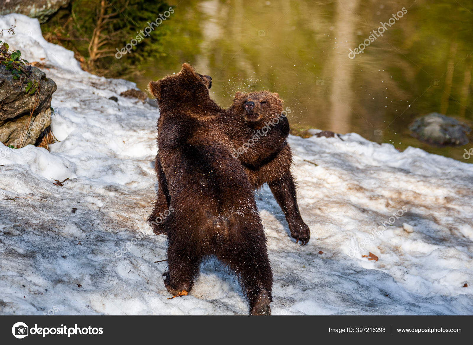 Cute Brown Bear Cubs Playing